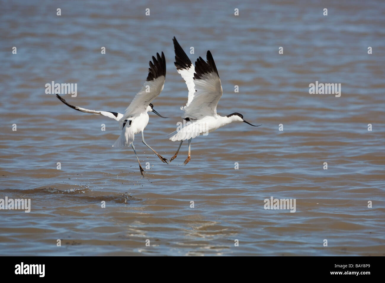 Rspb emblem hi-res stock photography and images - Alamy