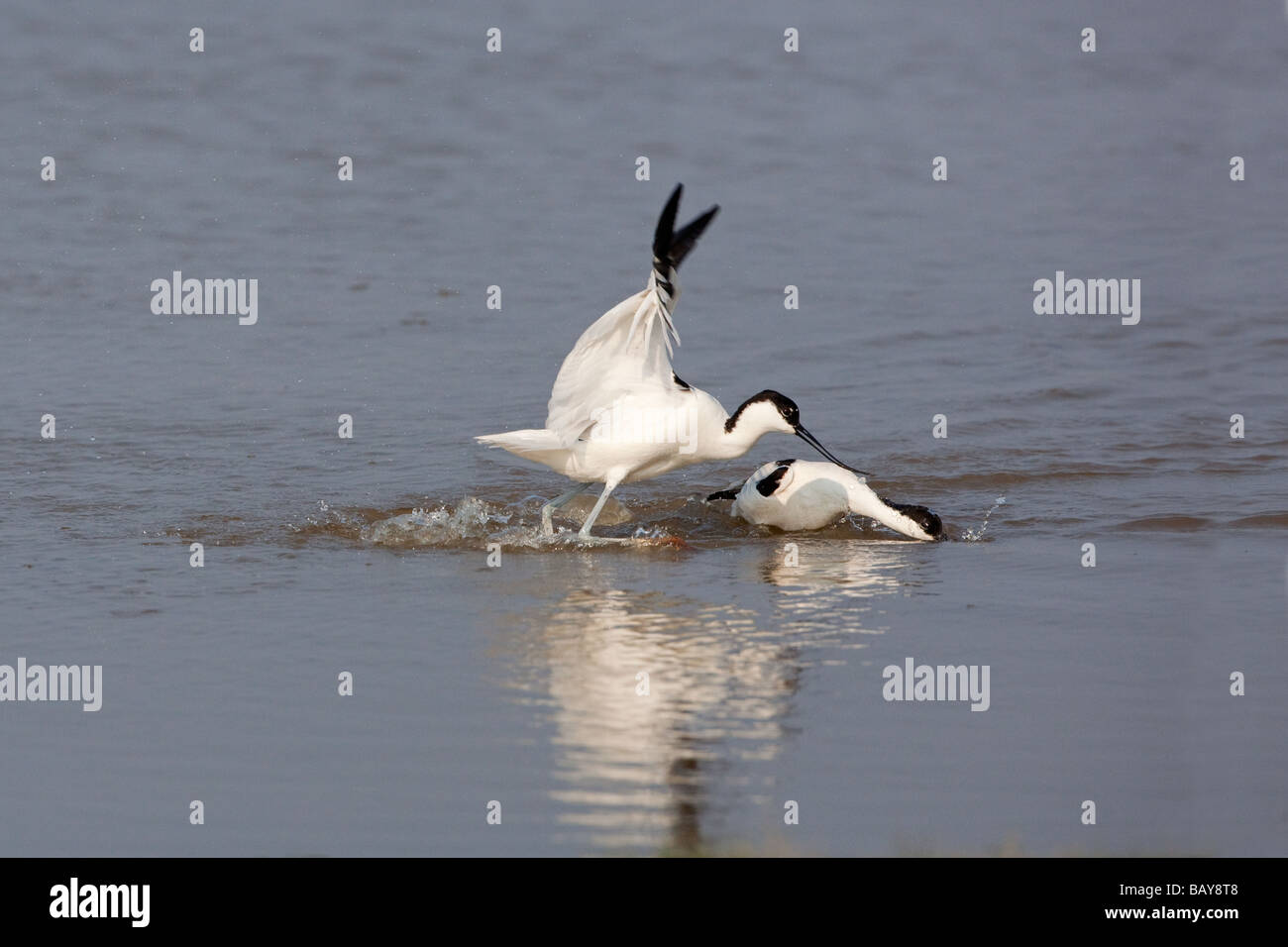 Avocet legs hi-res stock photography and images - Alamy