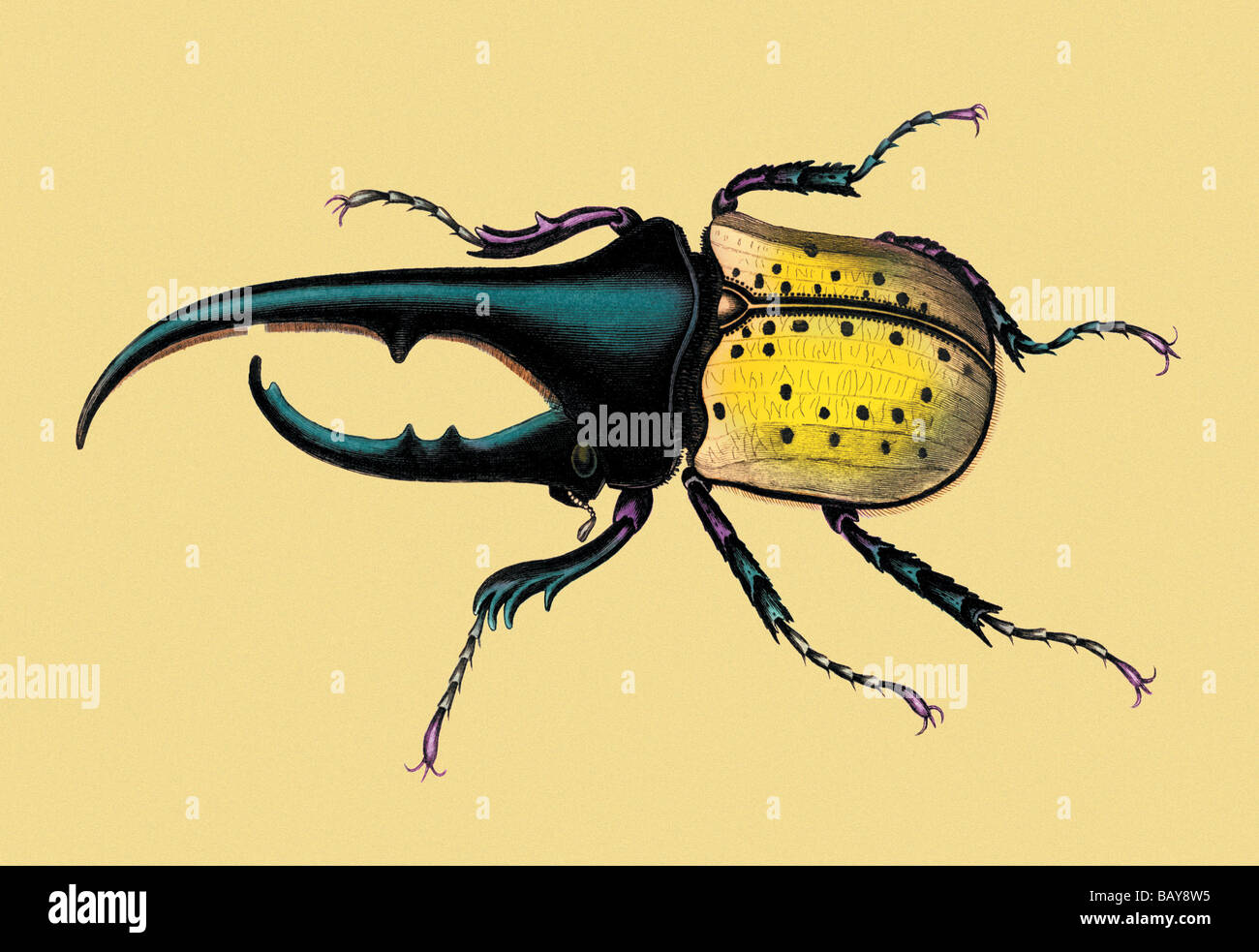 Horned Beetle #2 Stock Photo - Alamy
