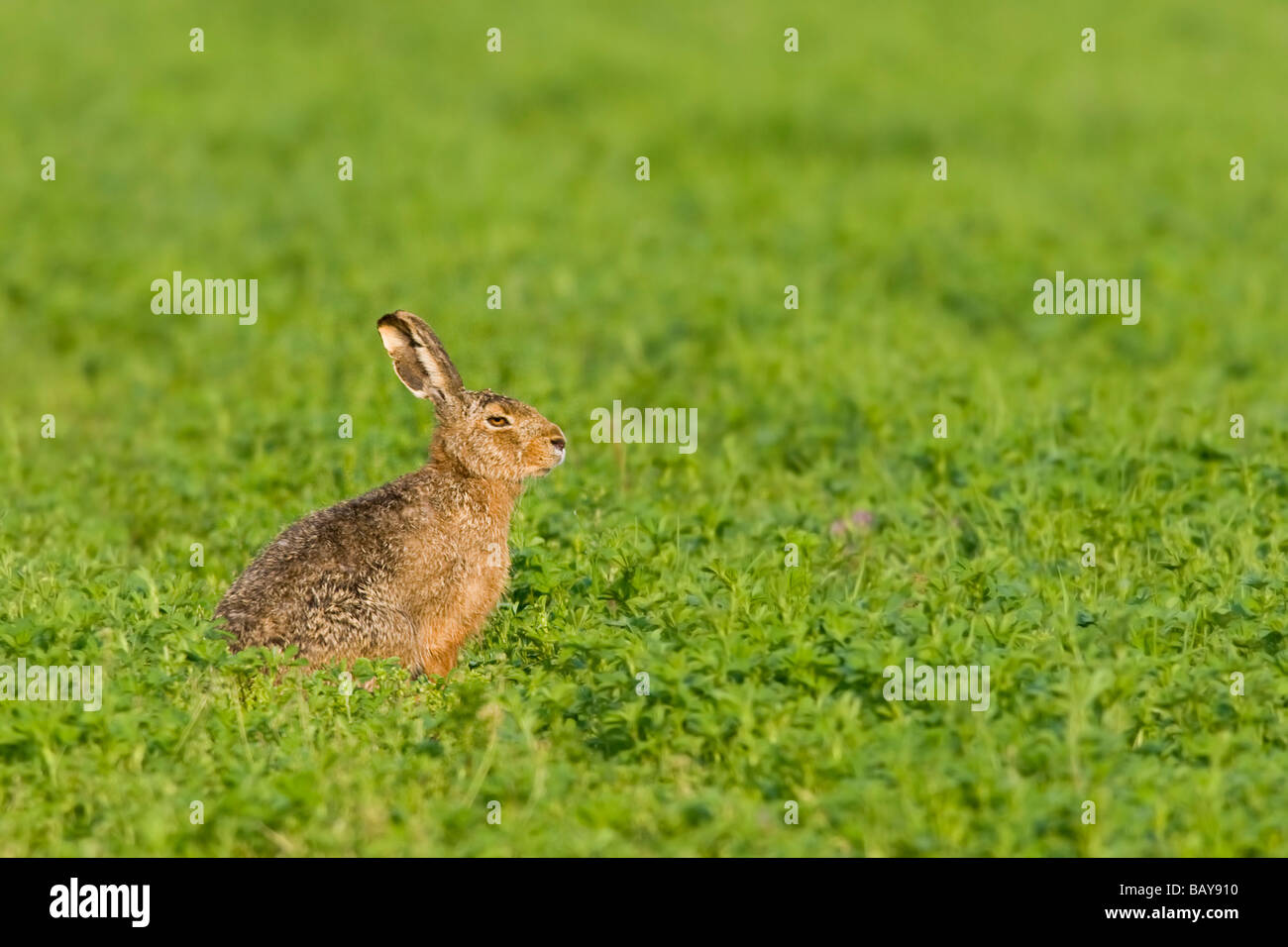 Portrait of a sitting brown hare lepus europaeus Stock Photo - Alamy