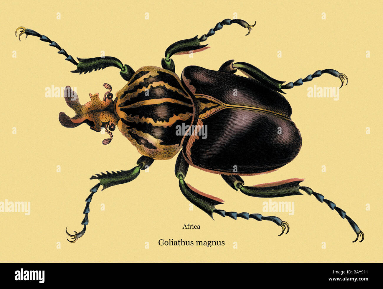 African scarab beetle hi-res stock photography and images - Alamy