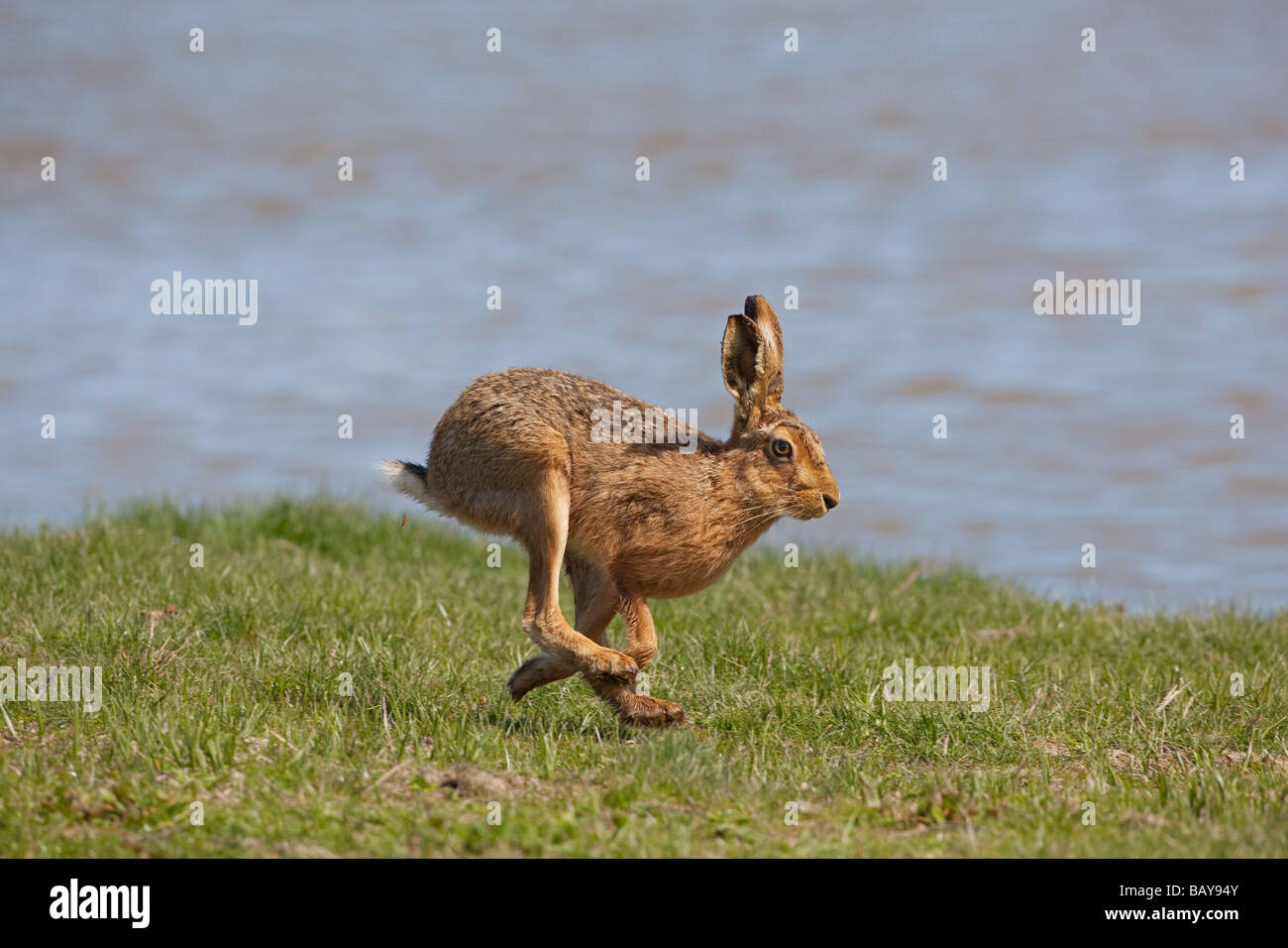 Brown Hare Lepus europaeus Stock Photo - Alamy