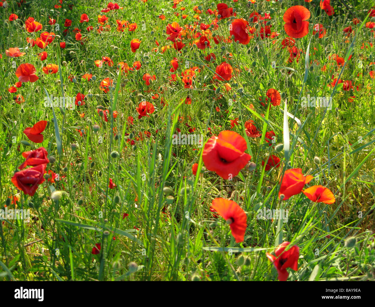 Four petal poppies hi-res stock photography and images - Alamy