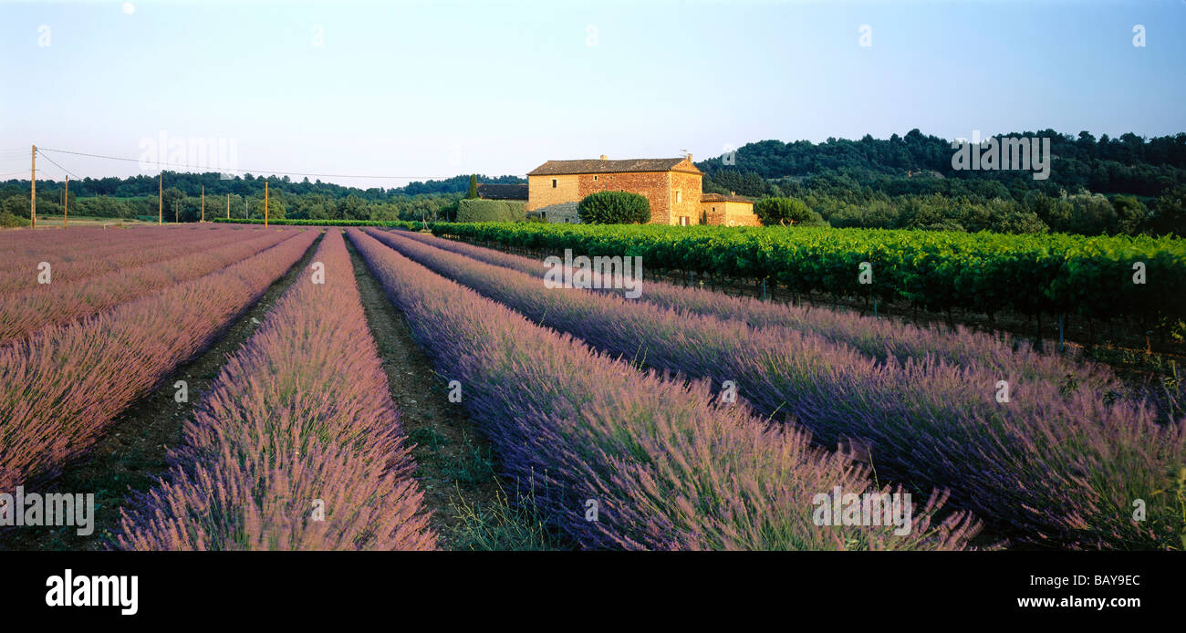 Field lavender, Luberon-Mountains, Vaucluse, Provence, France, Europe ...