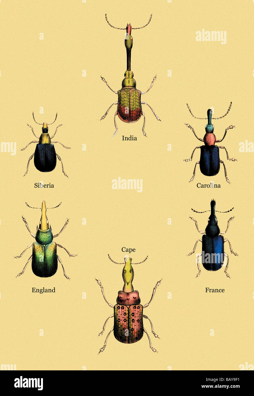 Beetles From Around the World #2 Stock Photo - Alamy