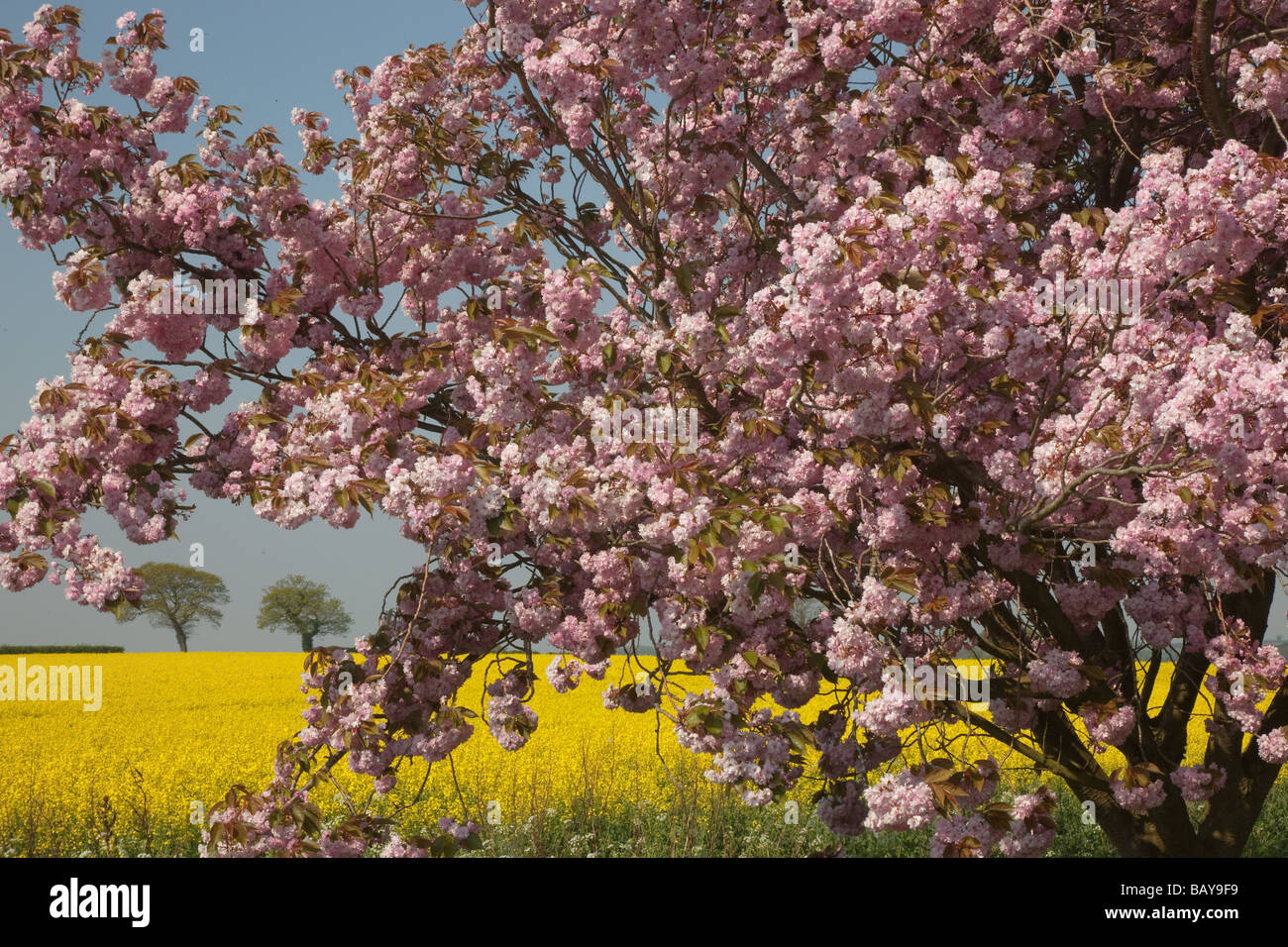 Flowering Cherry and Oil-seed rape field near Ringstead Norfolk Stock ...
