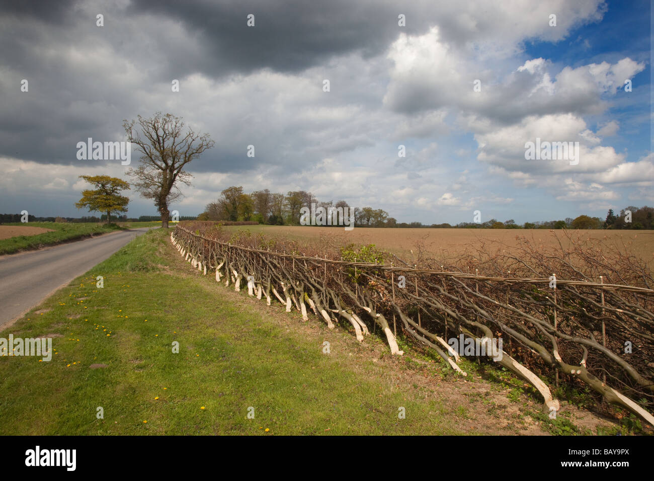 Traditional Layered Beech hedge by roadside at Felmingham Norfolk UK ...