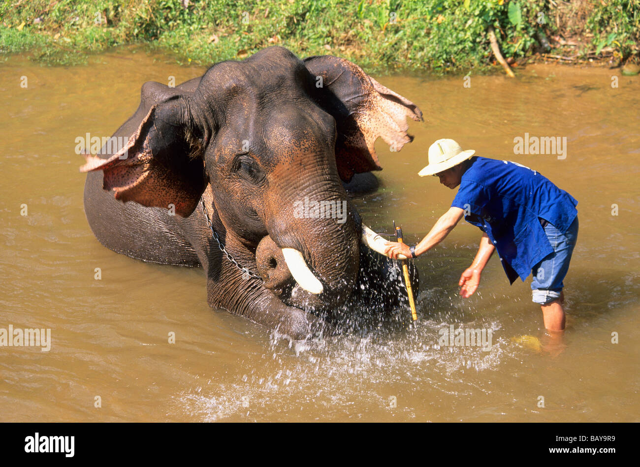 Elephant getting his teeth cleaned in an elephant camp north of Chiang ...