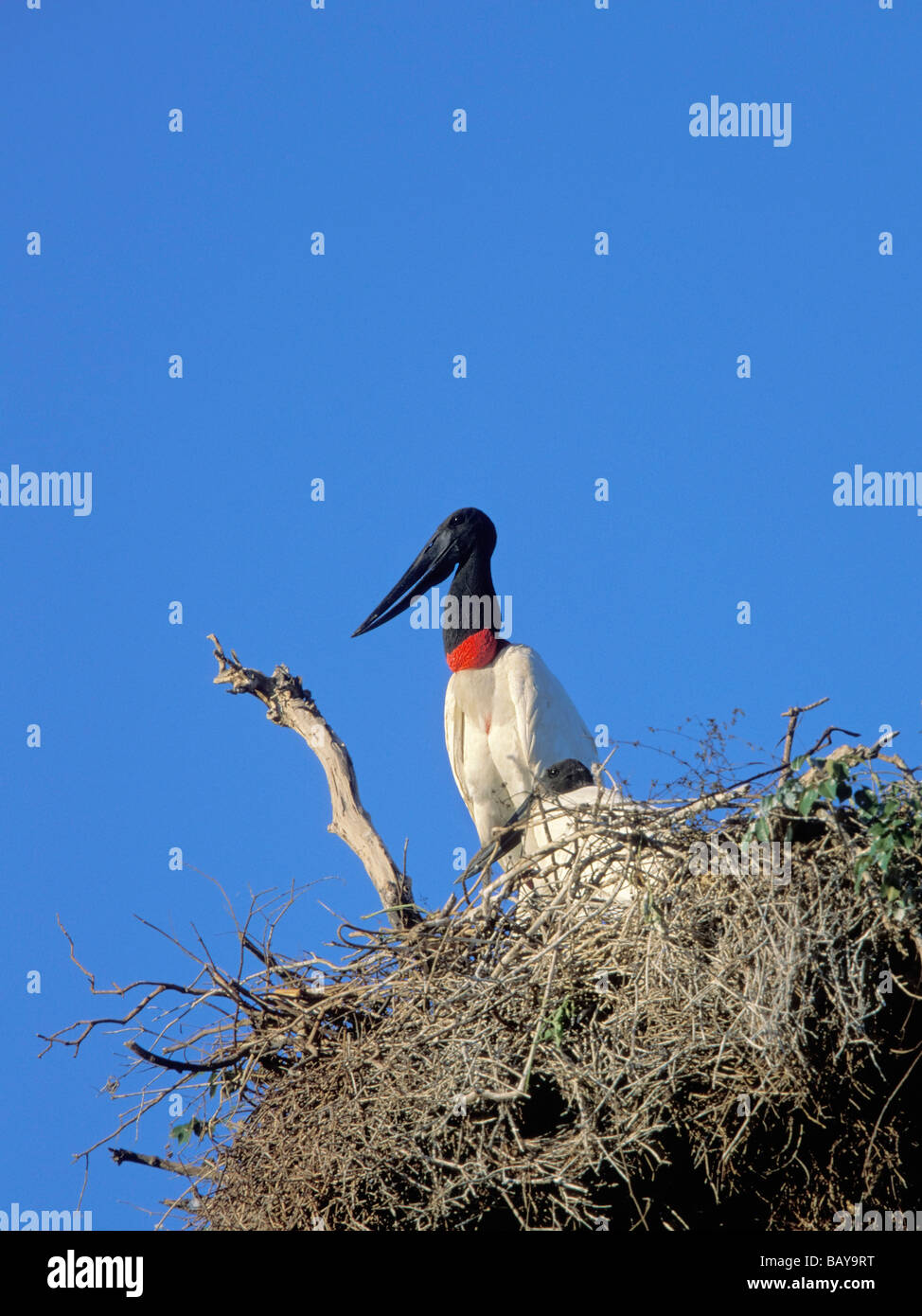 Jabirus hi-res stock photography and images - Alamy