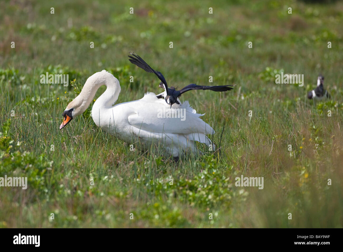 Birds defending nest hi-res stock photography and images - Alamy