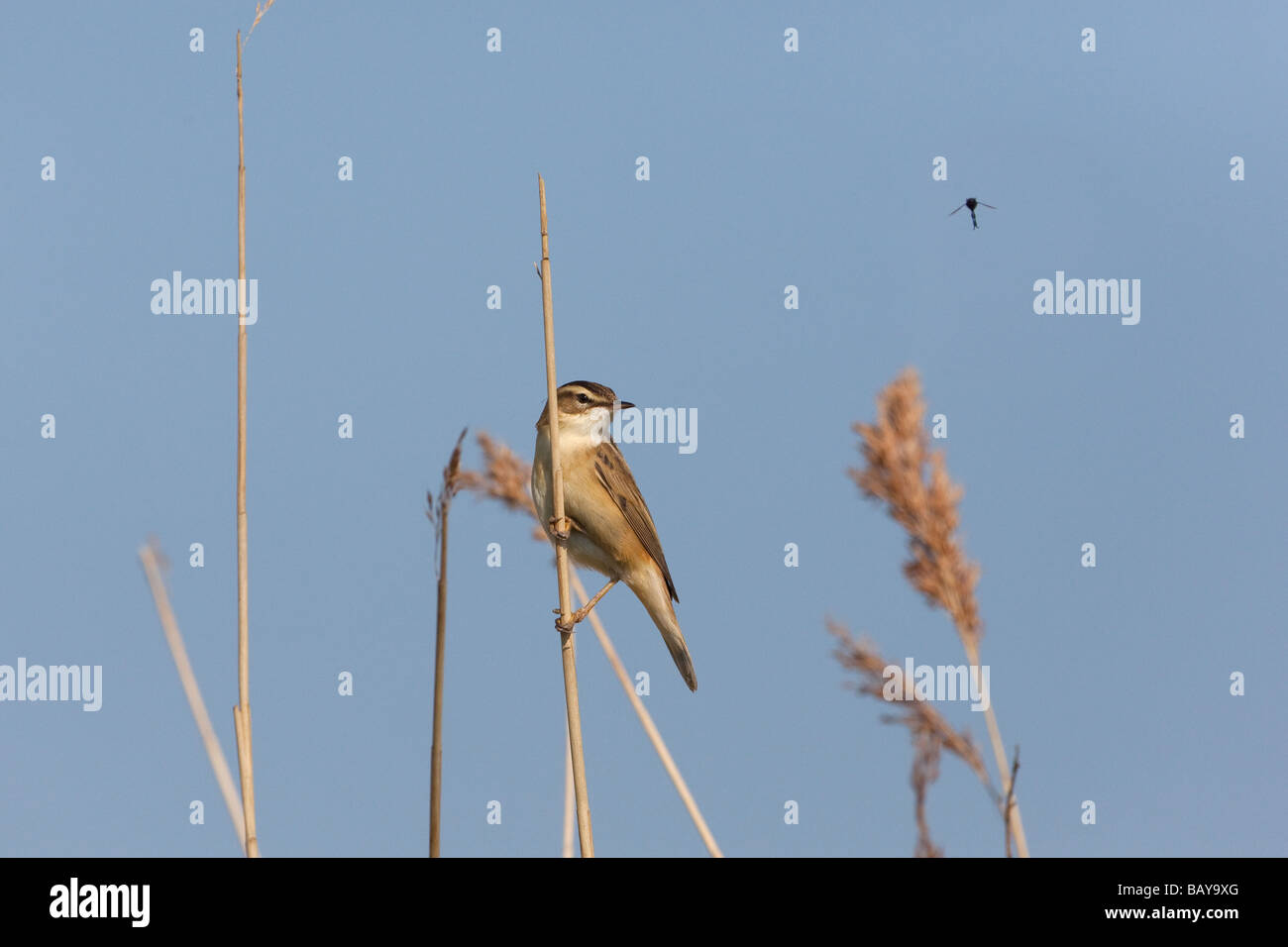 Coastal Insect High Resolution Stock Photography and Images - Alamy