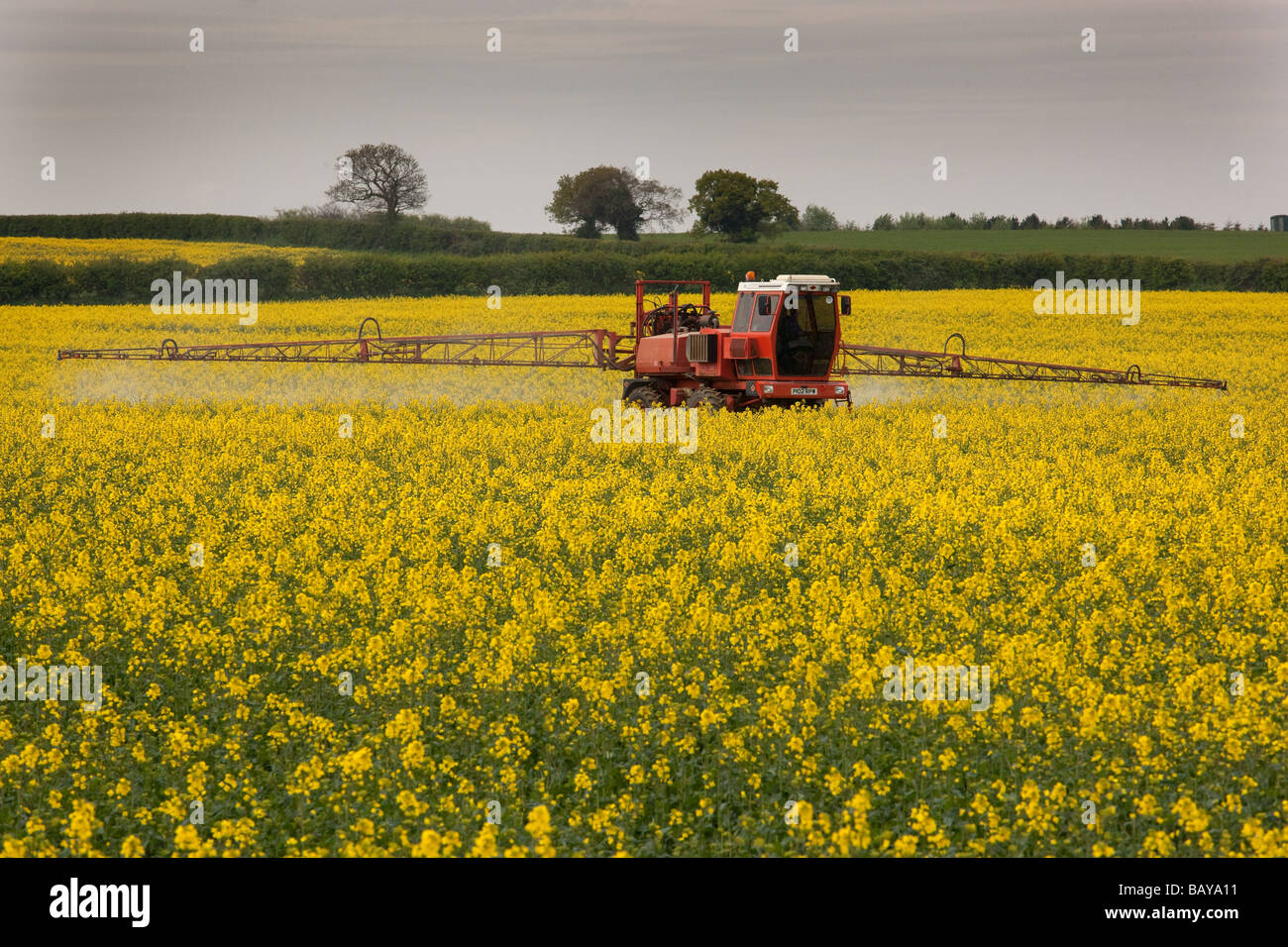 Spraying Oilseed Rape Crop Norfolk Stock Photo - Alamy