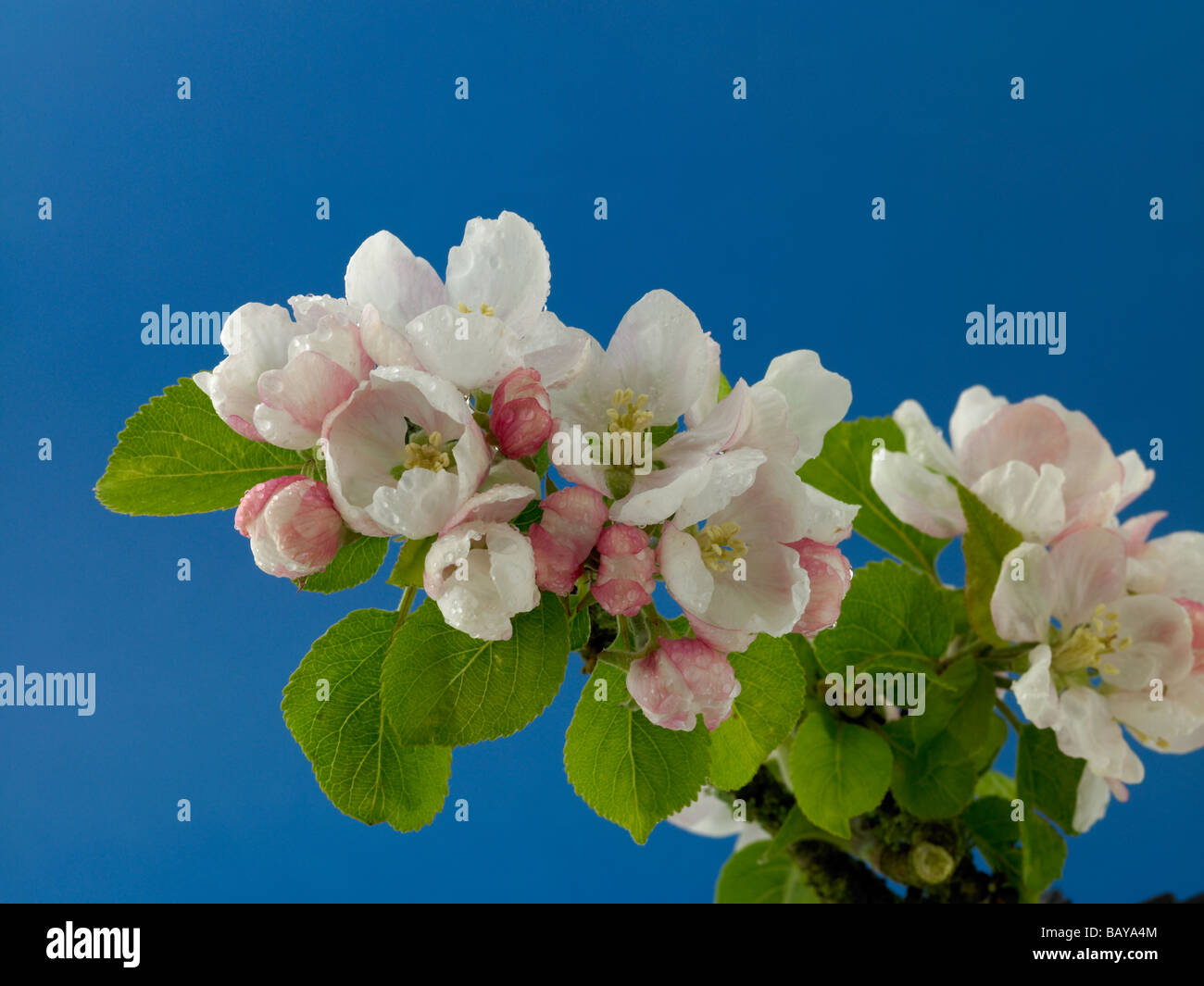 Apple blossoms flowers trees hi-res stock photography and images - Alamy