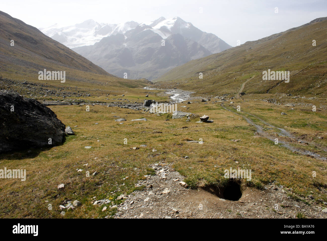 Marmot burrow (Forni Valley Stock Photo - Alamy