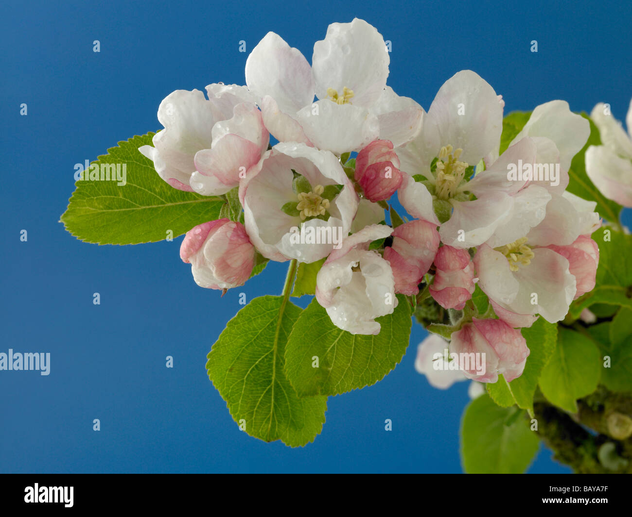 Flowers of apple apple orchard blossoming apple tree apple orchard hi ...