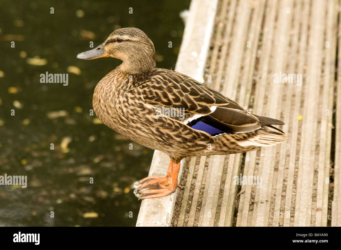 Mallard duck female perched on decking Stock Photo - Alamy