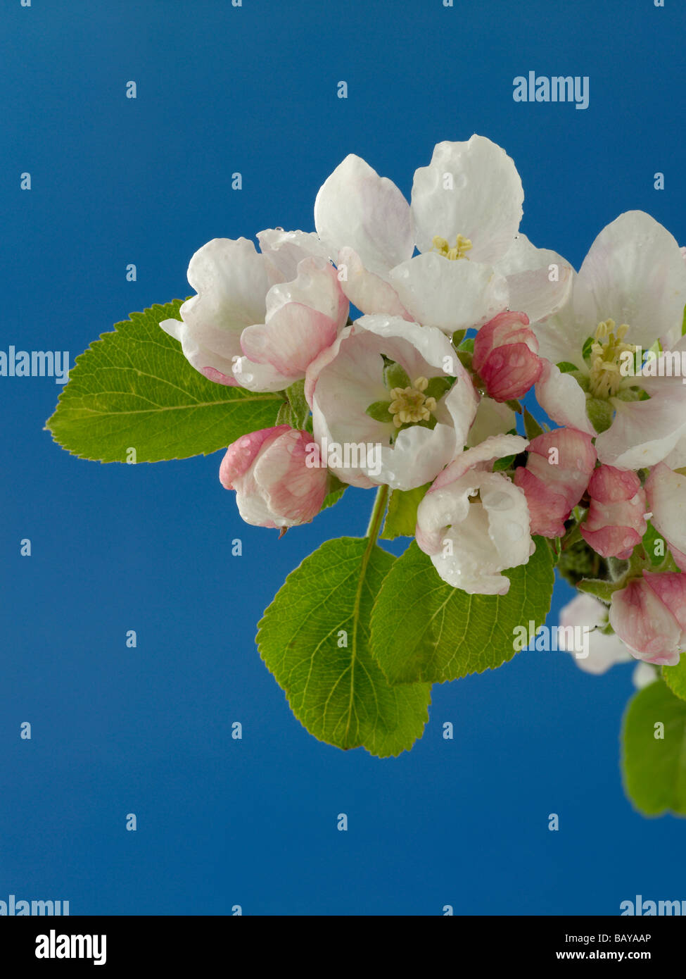 Flowers of apple apple orchard blossoming apple tree apple orchard hi ...