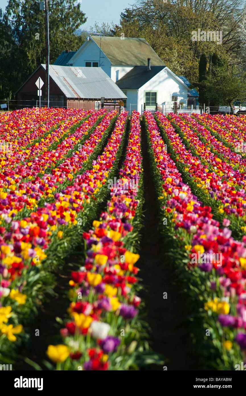 A large field of blooming colorful tulips planted in rows Stock Photo ...