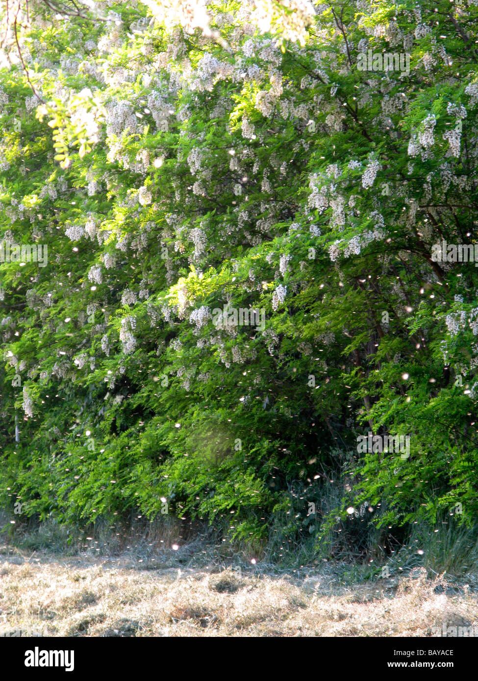 field in Summer time: flying tuft from cottonwood trees and robinia ...