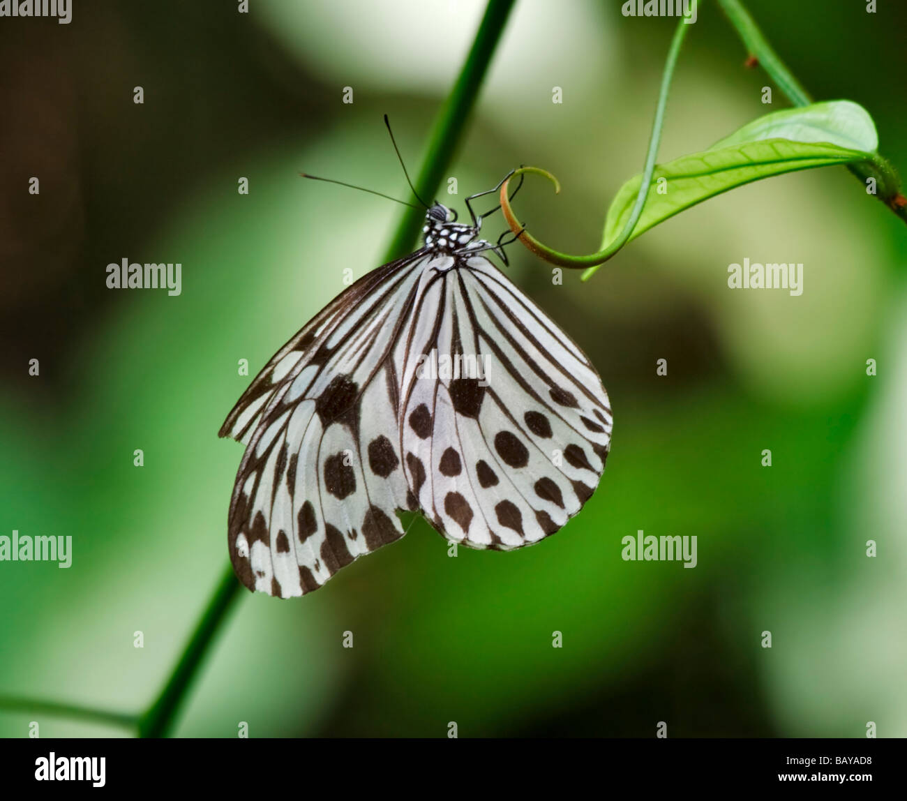 Tree Nymph butterfly Idea lynceus lynceus Stock Photo - Alamy