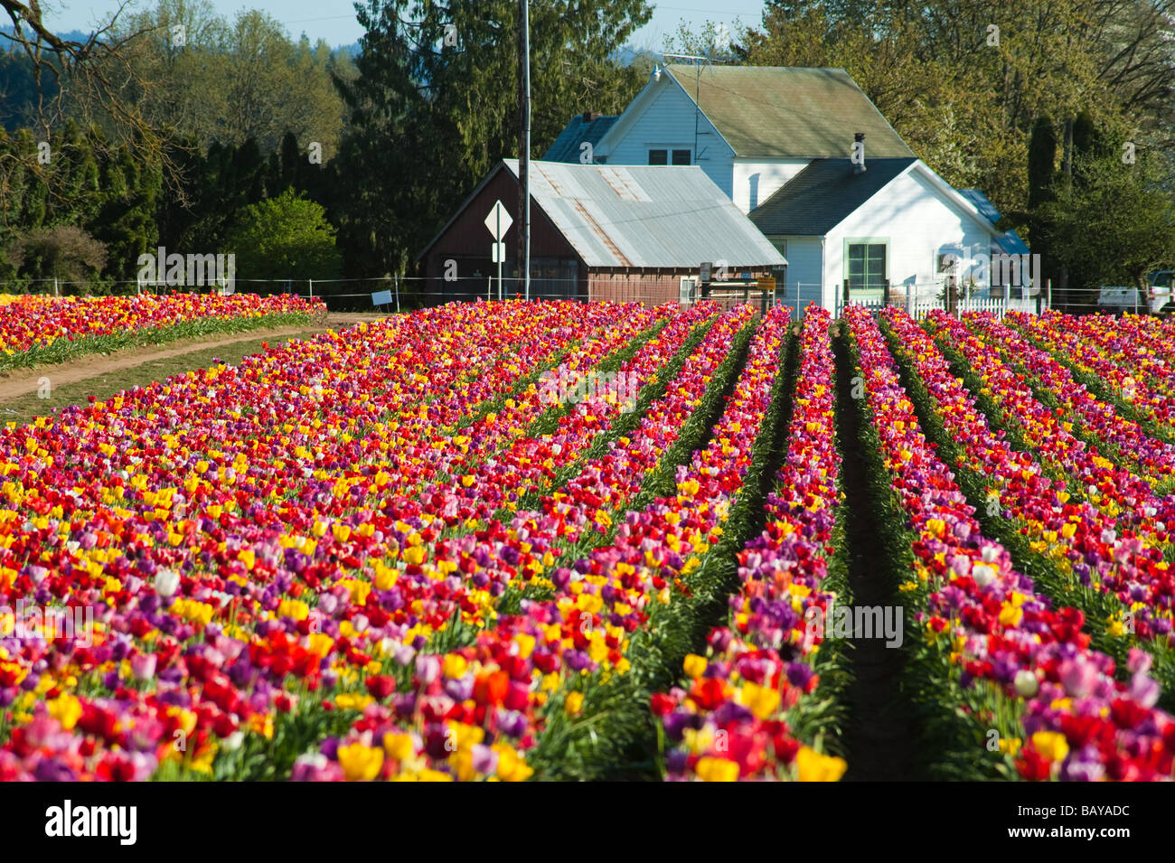 A large field of blooming colorful tulips planted in rows Stock Photo ...