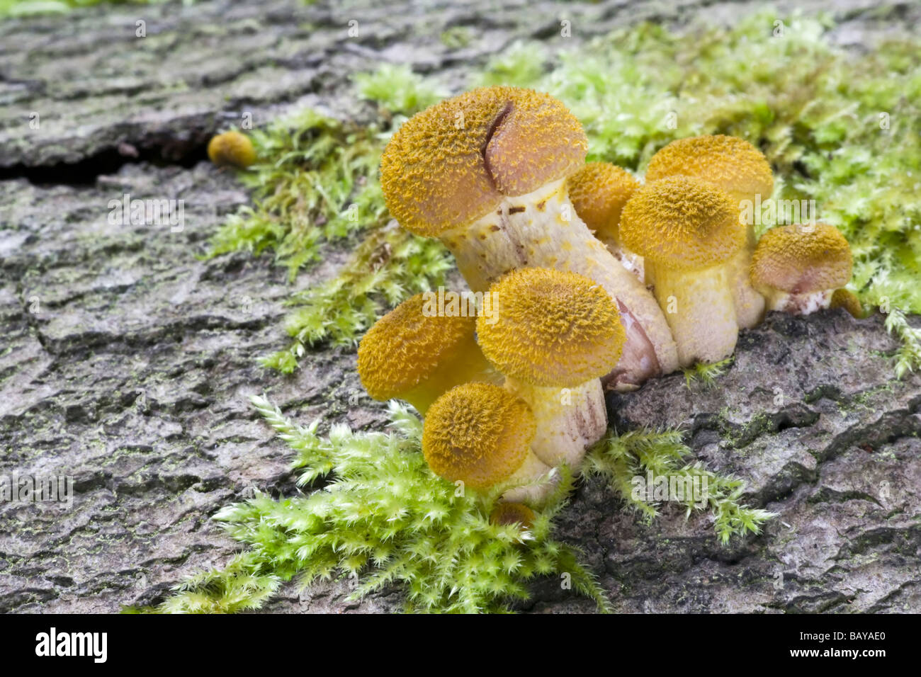 Honey or Boot lace Fungus Stock Photo - Alamy