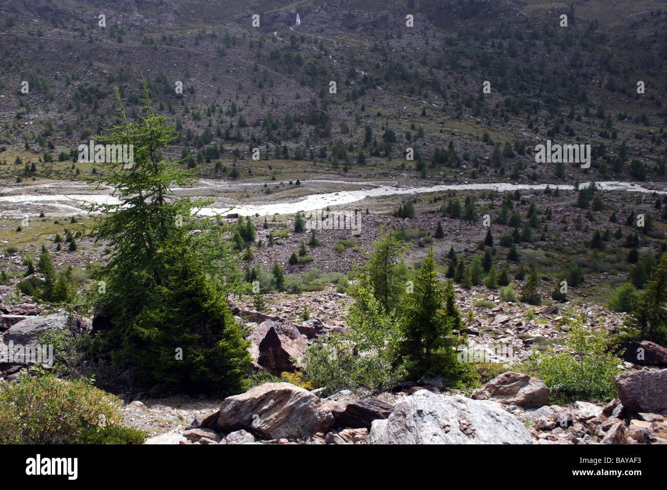 Valley floor with pines Stock Photo - Alamy