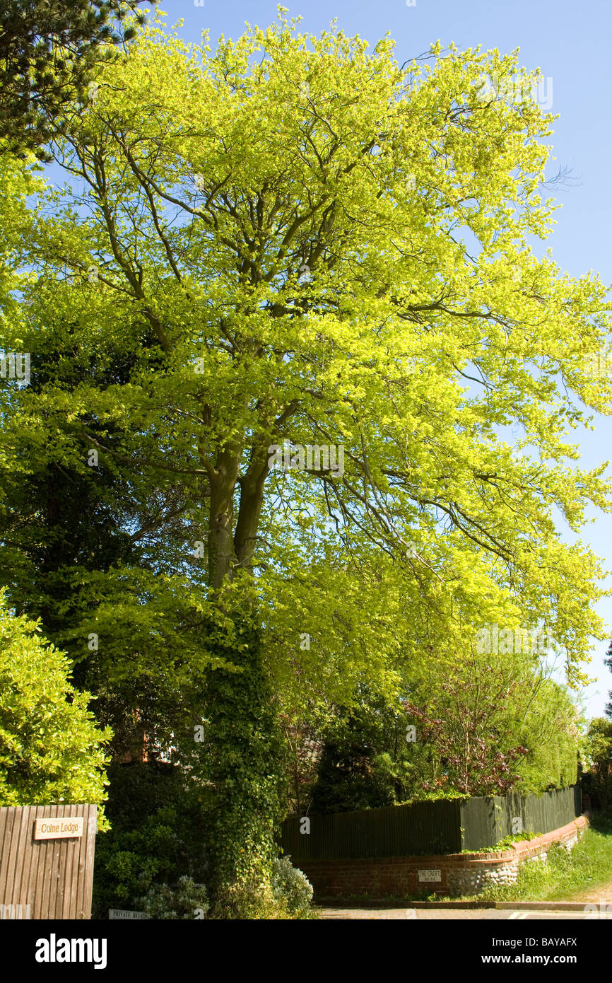 Beech tree spring leaves hi-res stock photography and images - Alamy