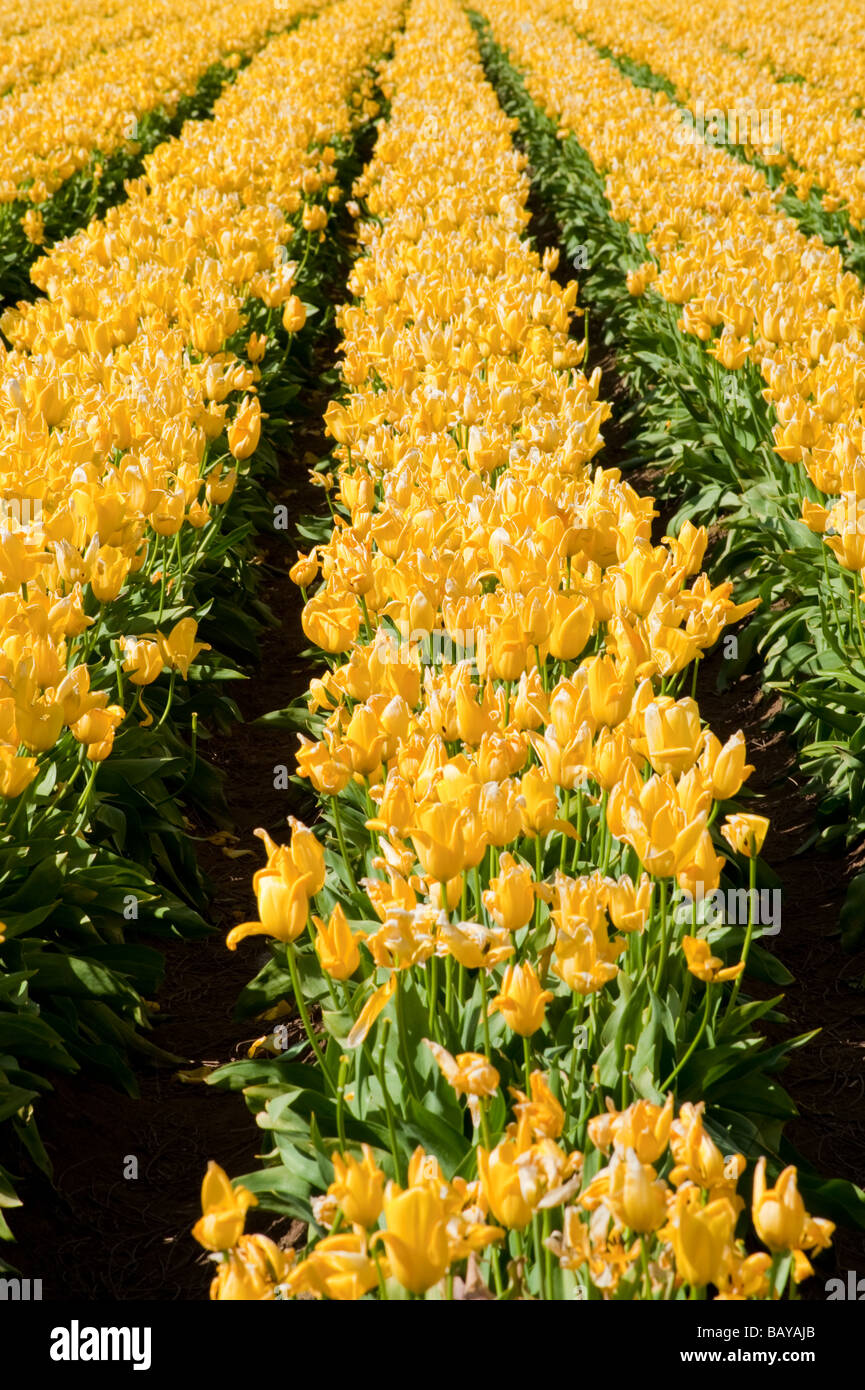 A large field of blooming colorful tulips planted in rows Stock Photo ...