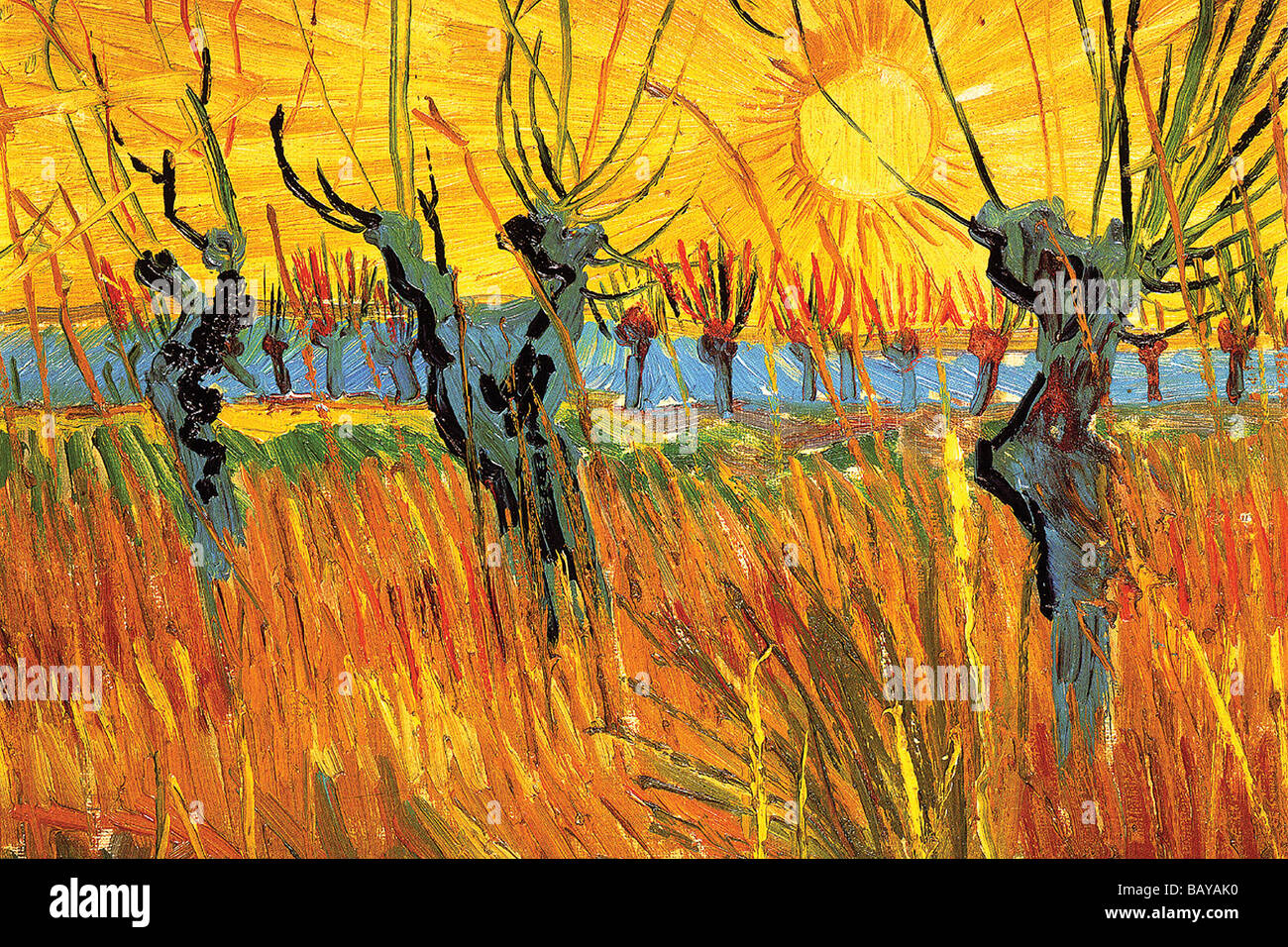 Pollard willows at sunset hi-res stock photography and images - Alamy