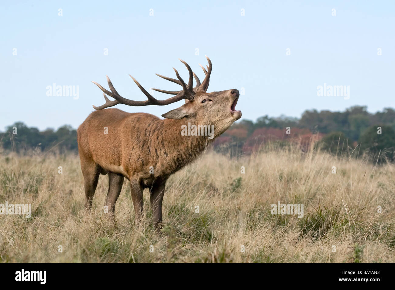 Red deer stag bugling hi-res stock photography and images - Alamy