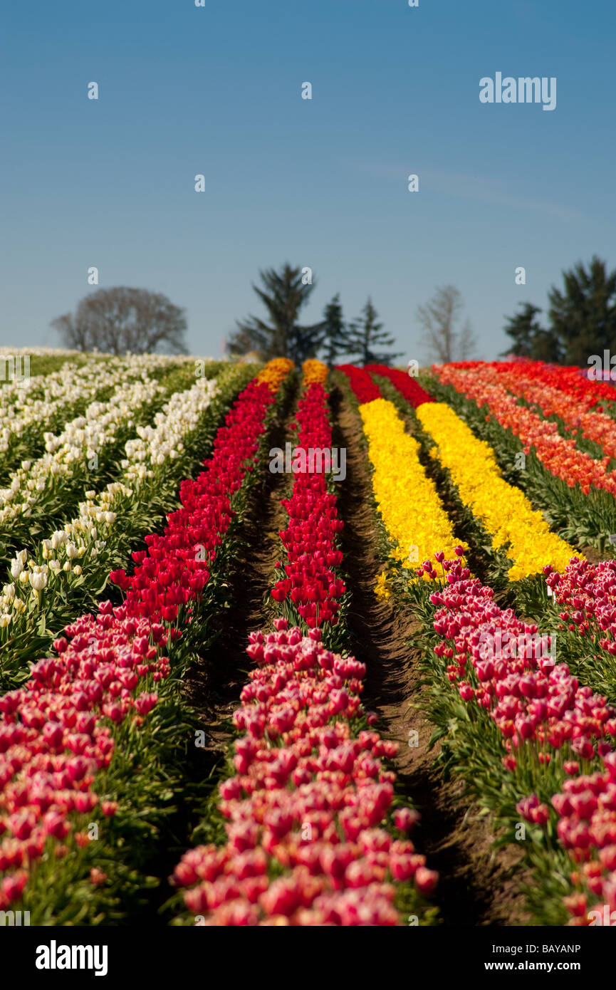 A large field of blooming colorful tulips planted in rows Stock Photo ...