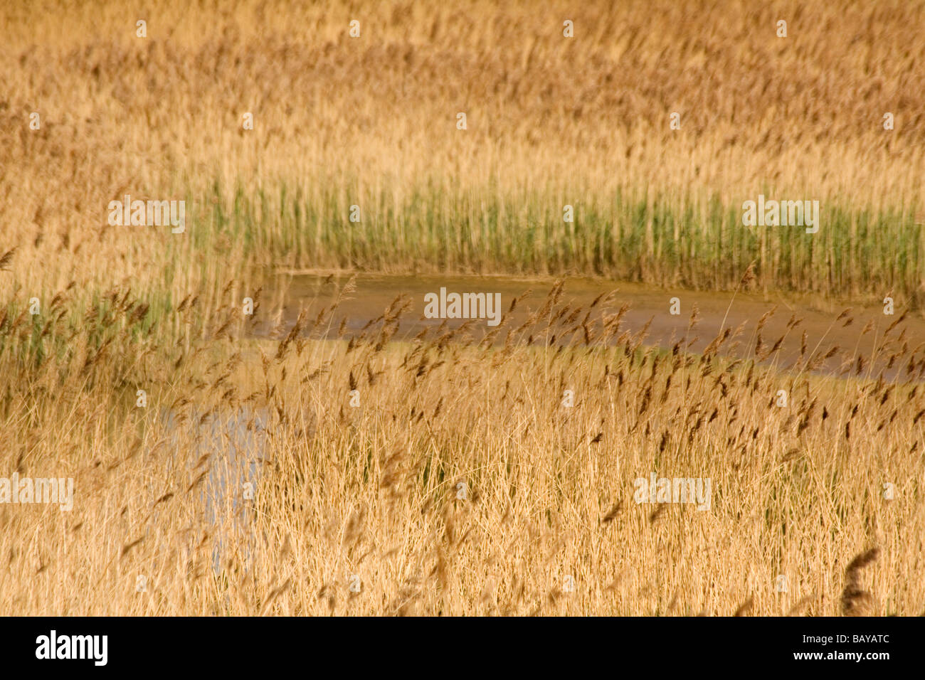 Reedbed norfolk hi-res stock photography and images - Alamy