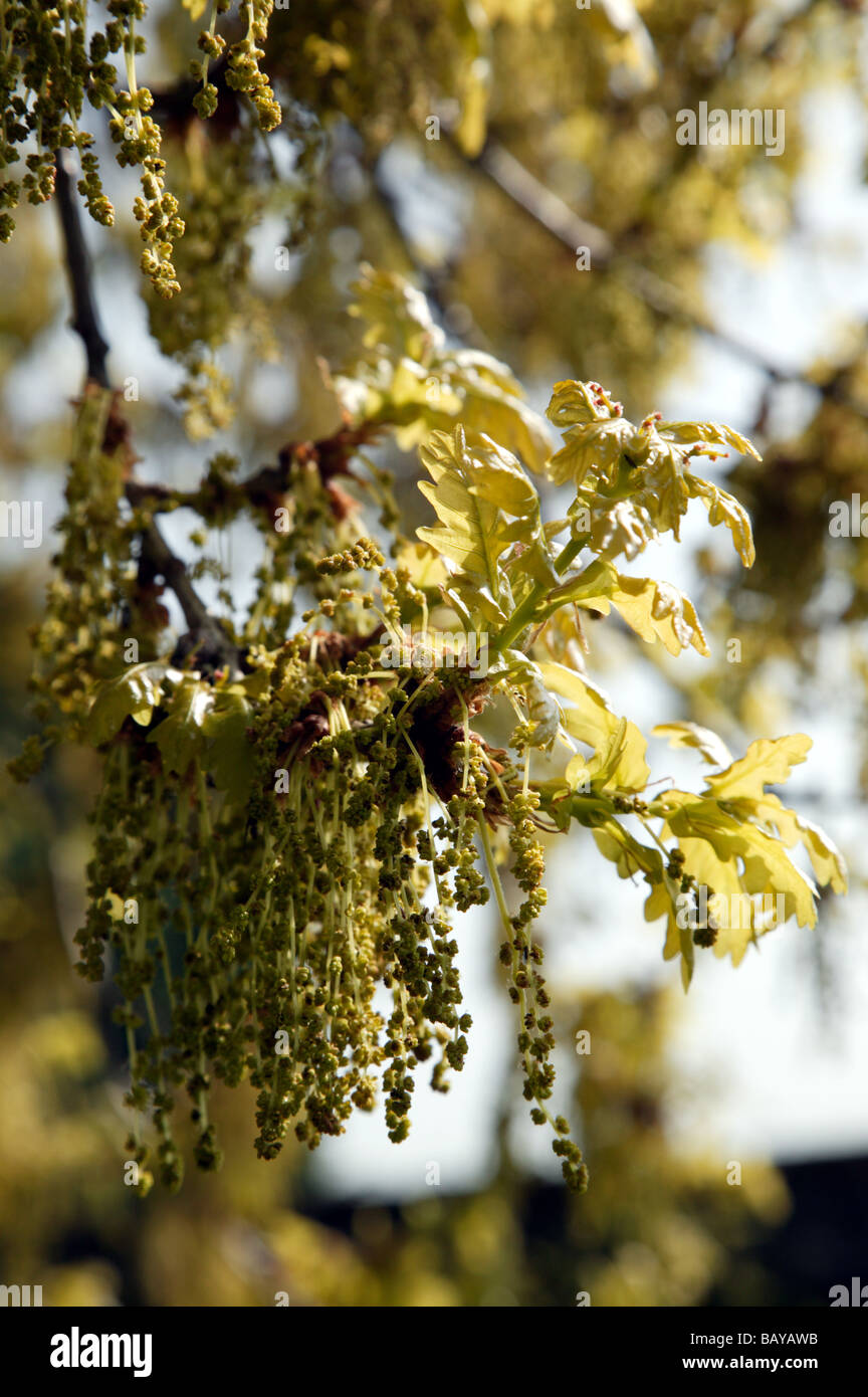 Springtime close-up of Catkins and young leaves growing on an Oak tree ...