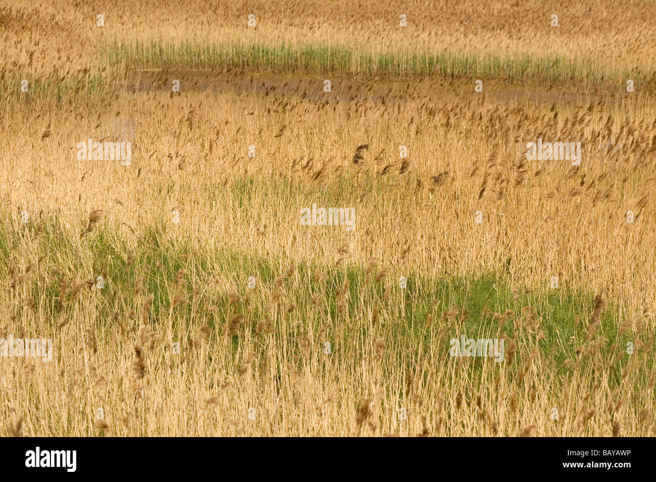 Reed patterns hi-res stock photography and images - Alamy