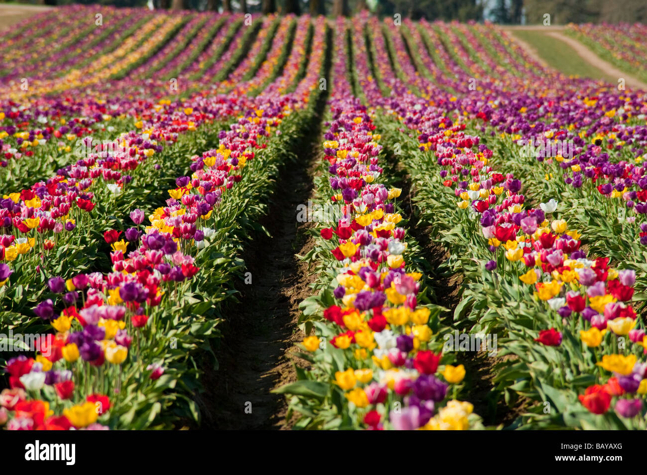 A large field of blooming colorful tulips planted in rows Stock Photo ...