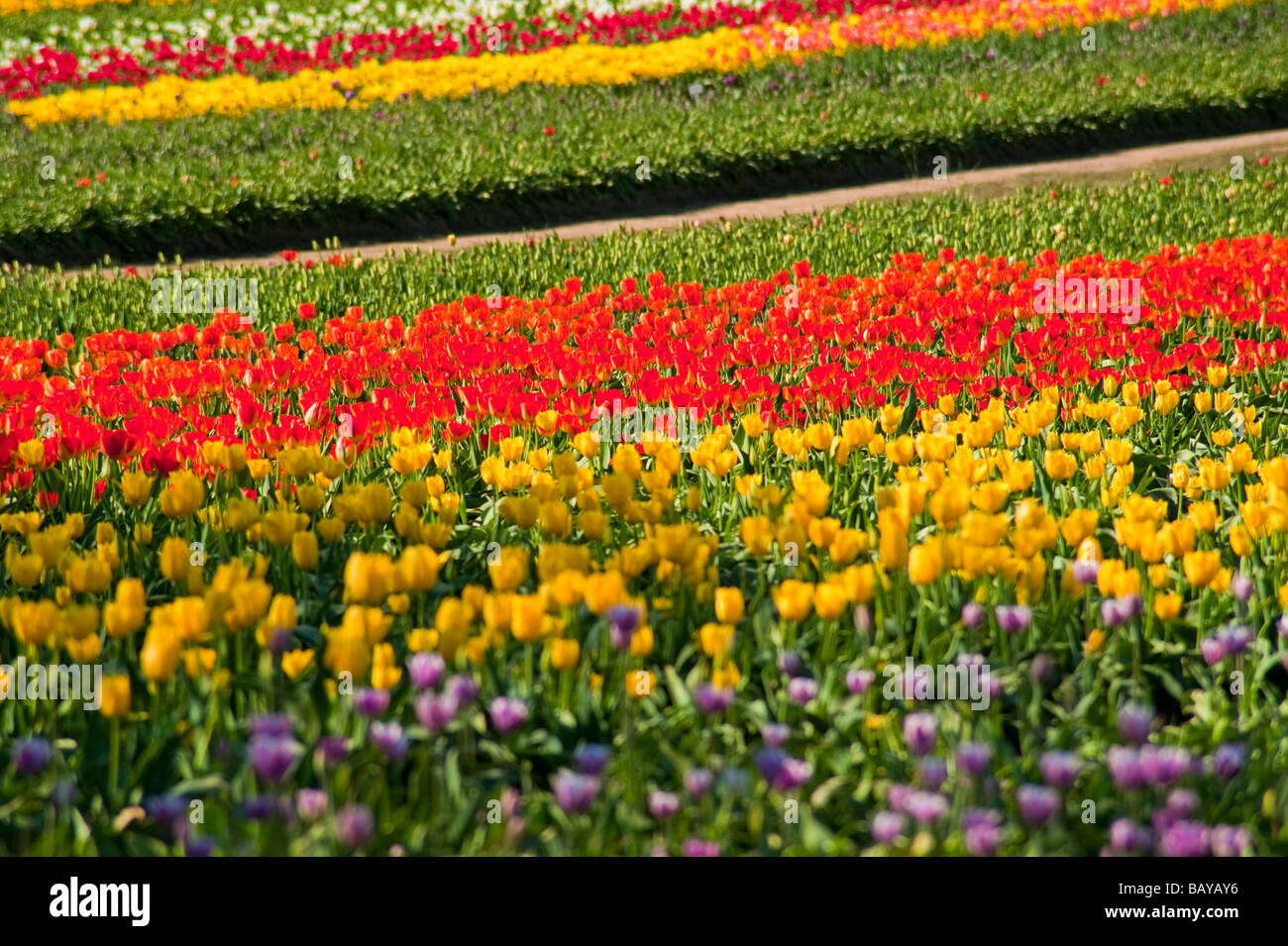 A large field of blooming colorful tulips planted in rows Stock Photo ...