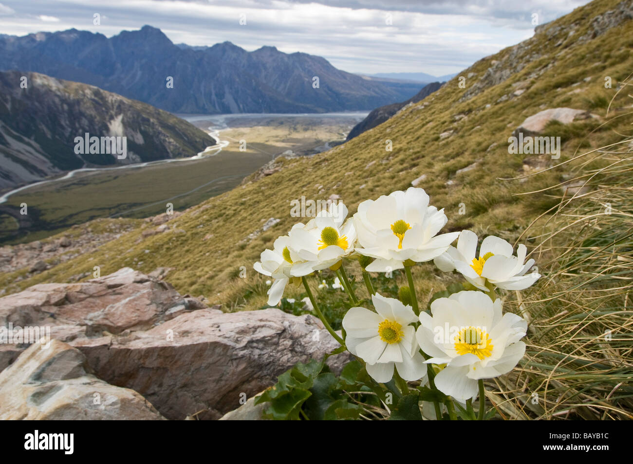 Mt Cook Lily Ranunculus lyallii Mt Cook Aoraki National Park South ...