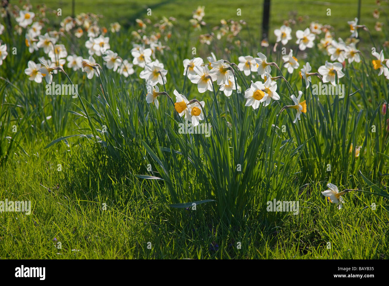 Narcissi blooms hi-res stock photography and images - Alamy