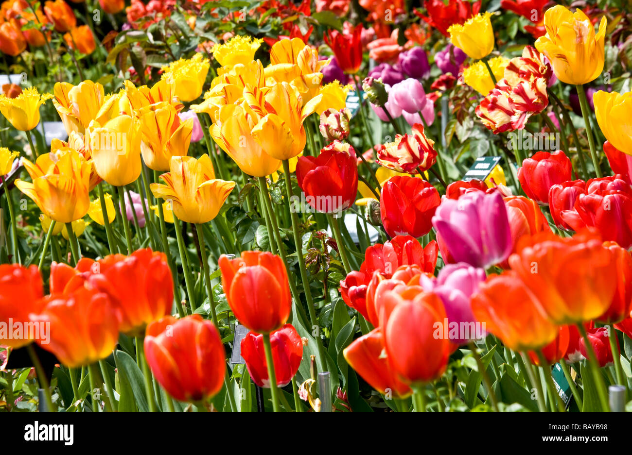 Many different varieties of brightly coloured tulips in a border at ...