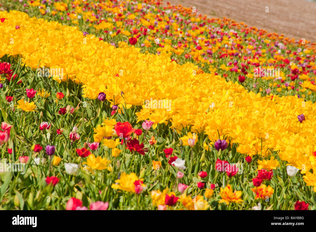 A large field of blooming colorful tulips planted in rows Stock Photo ...