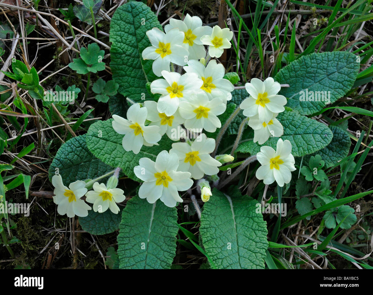 Primrose in a Devon bank Stock Photo - Alamy