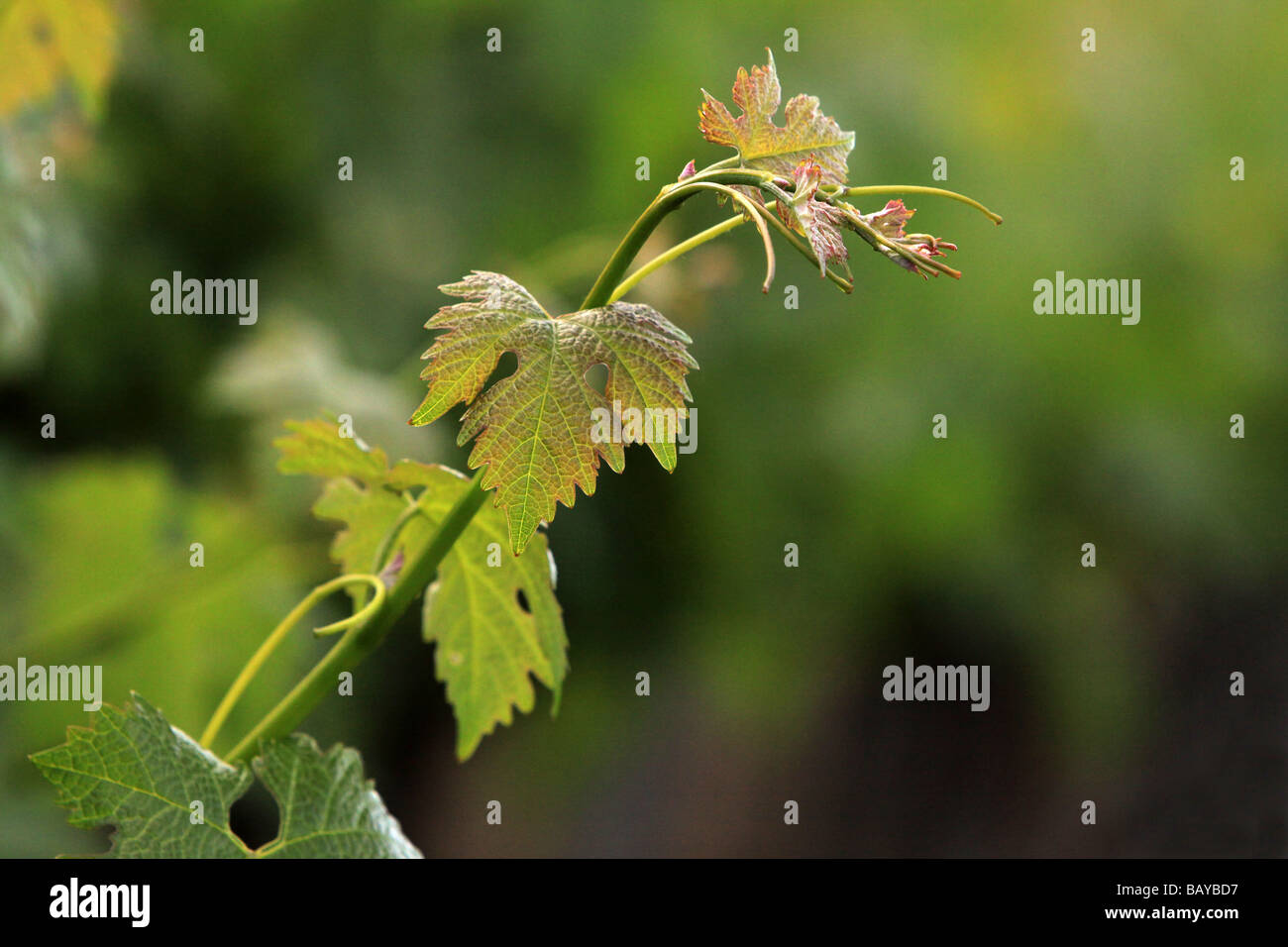 Grape leaves spring hi-res stock photography and images - Alamy