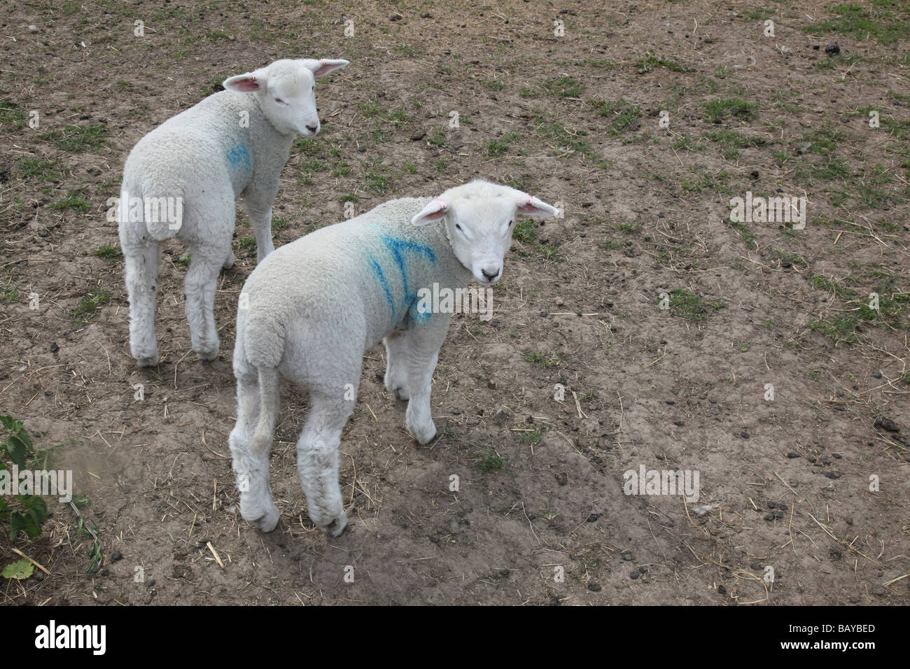 Safe handling farm animals hi-res stock photography and images - Alamy