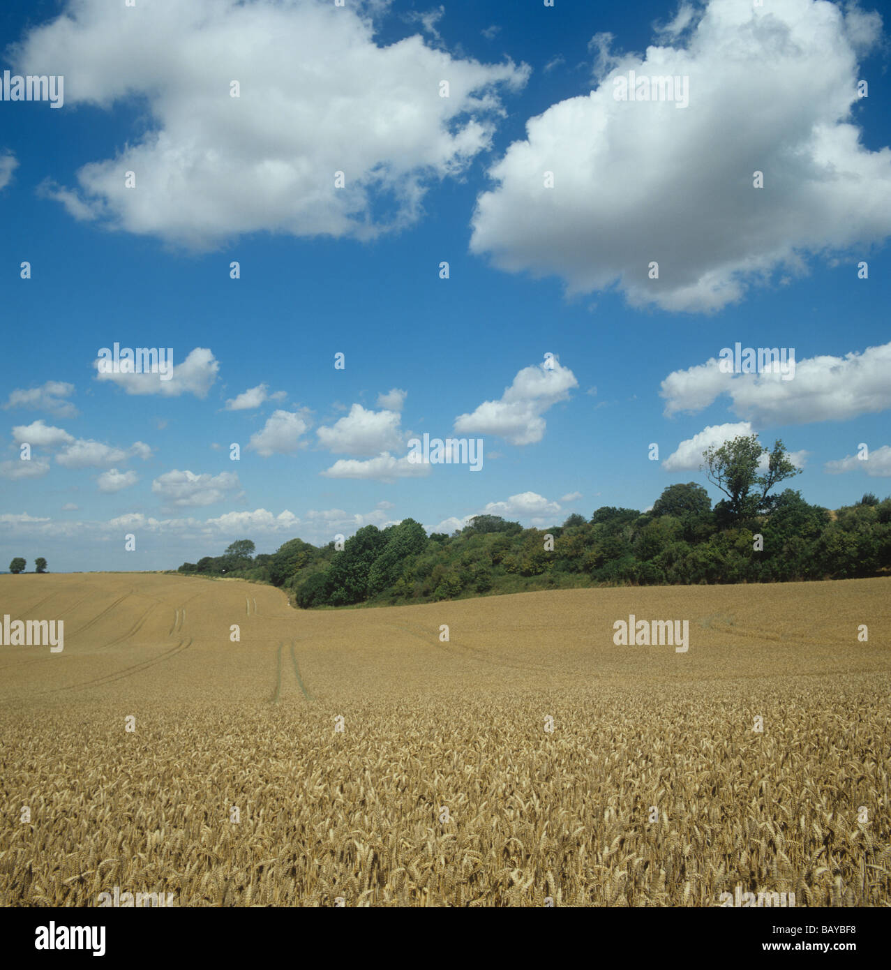 Ripe golden winter wheat crop in a rolling downland field in summer ...