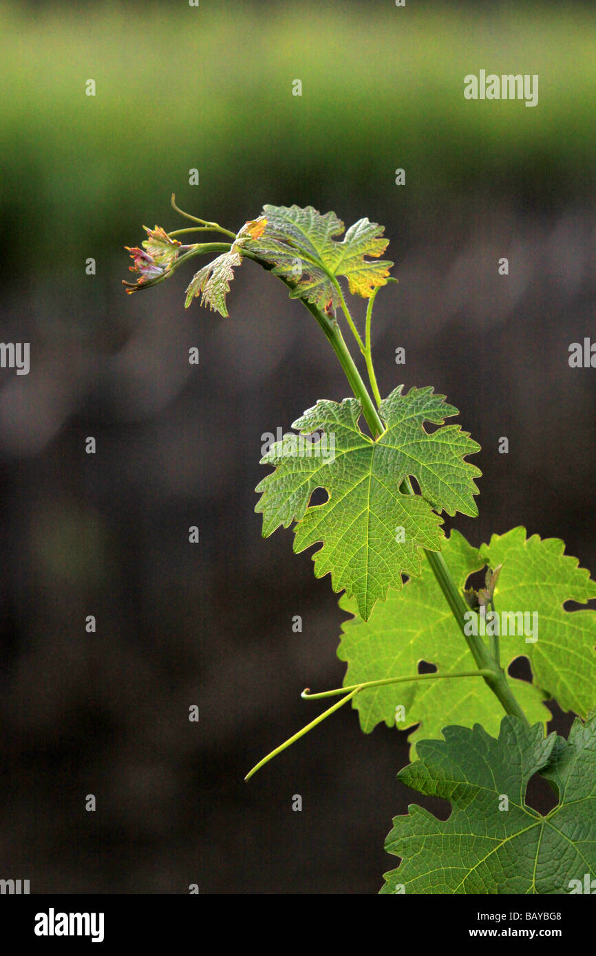 Grape leaves spring hi-res stock photography and images - Alamy