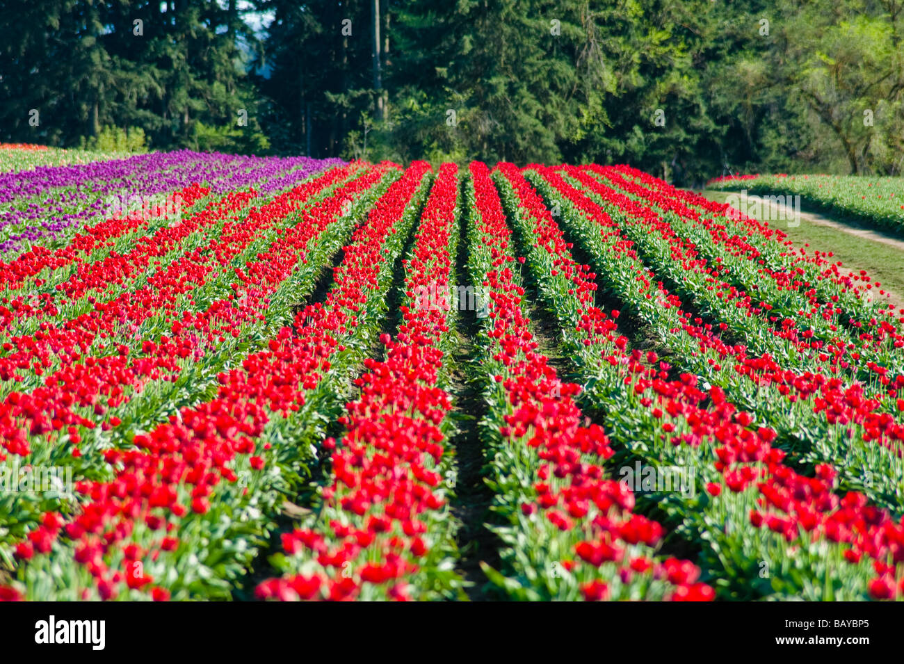 A large field of blooming colorful tulips planted in rows Stock Photo ...