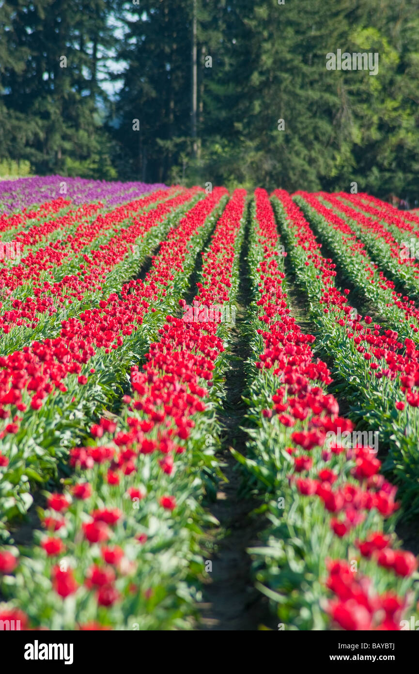 A large field of blooming colorful tulips planted in rows Stock Photo ...