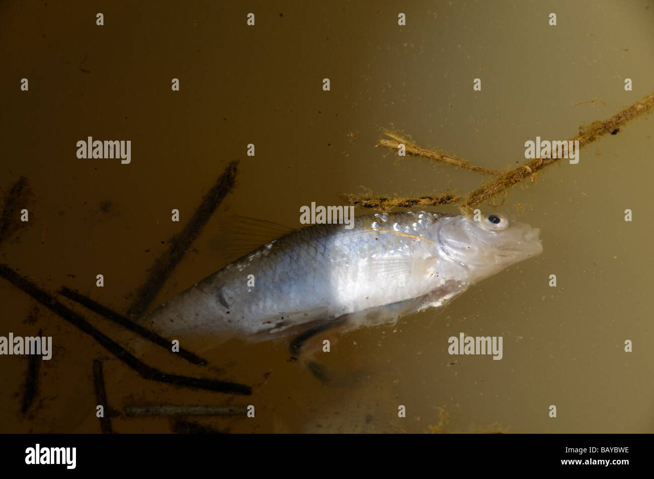 Dead Fish Floating High Resolution Stock Photography and Images - Alamy