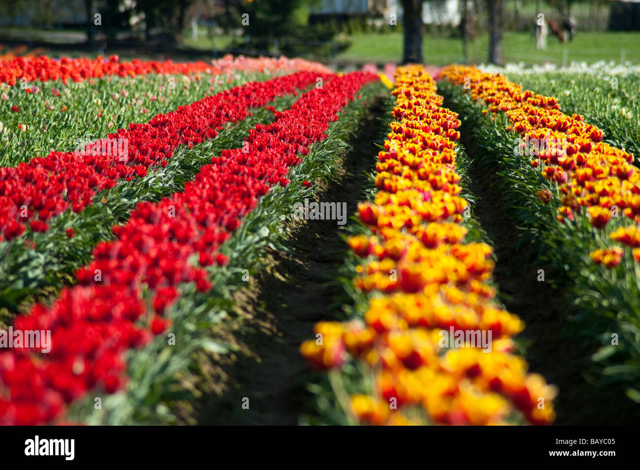 A large field of blooming colorful tulips planted in rows Stock Photo ...